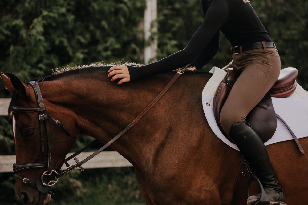 Expert Tips and News for Horse Comfort - Ecogold